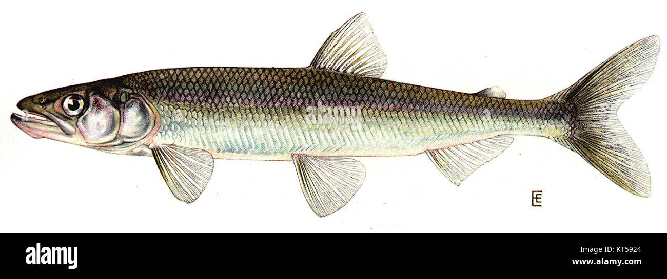 Rainbow smelt hi-res stock photography and images - Alamy