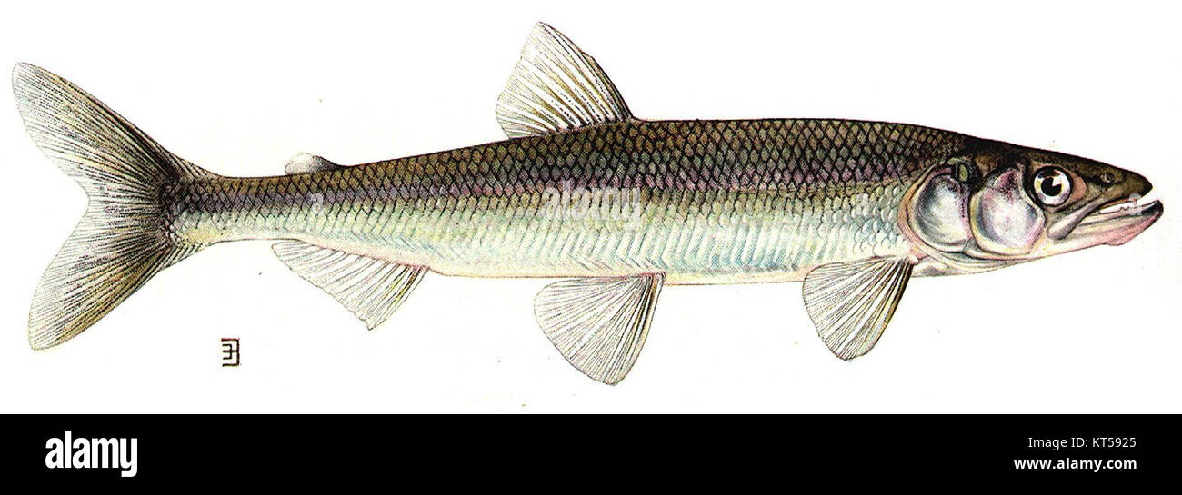 Rainbow smelt hi-res stock photography and images - Alamy