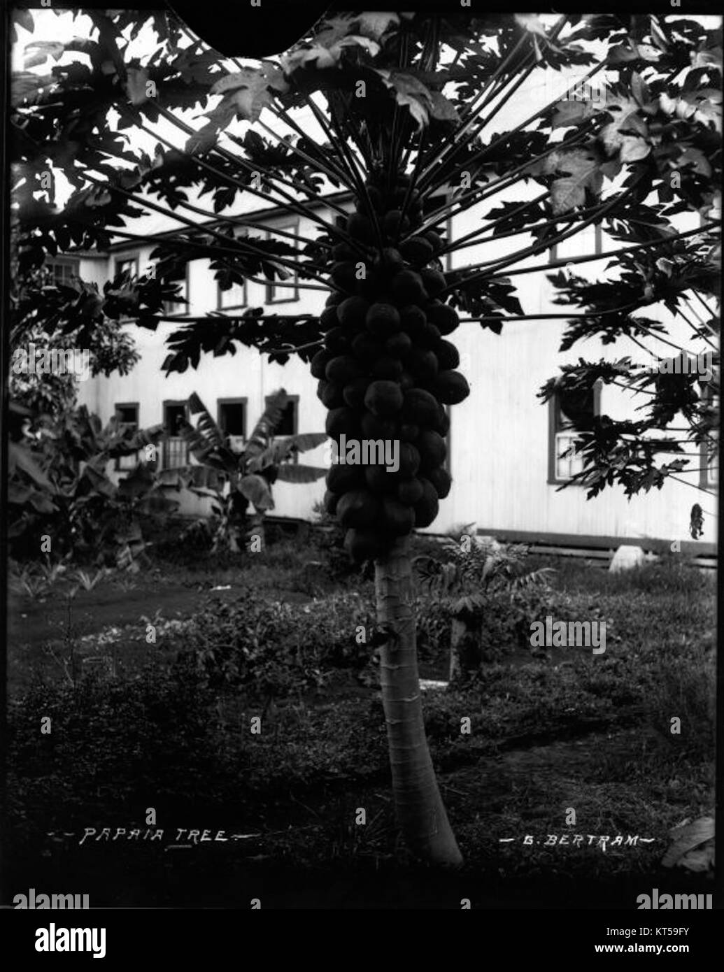 A photograph by Brother Bertram depicting a papaya tree, highlighting ...