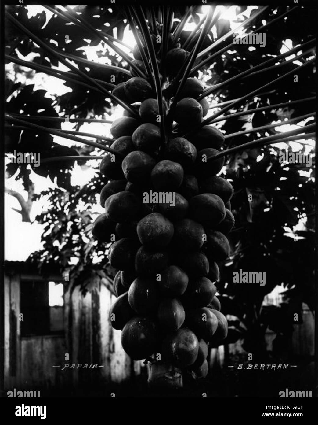 A photograph of a papaya tree, captured by Brother Bertram, likely ...