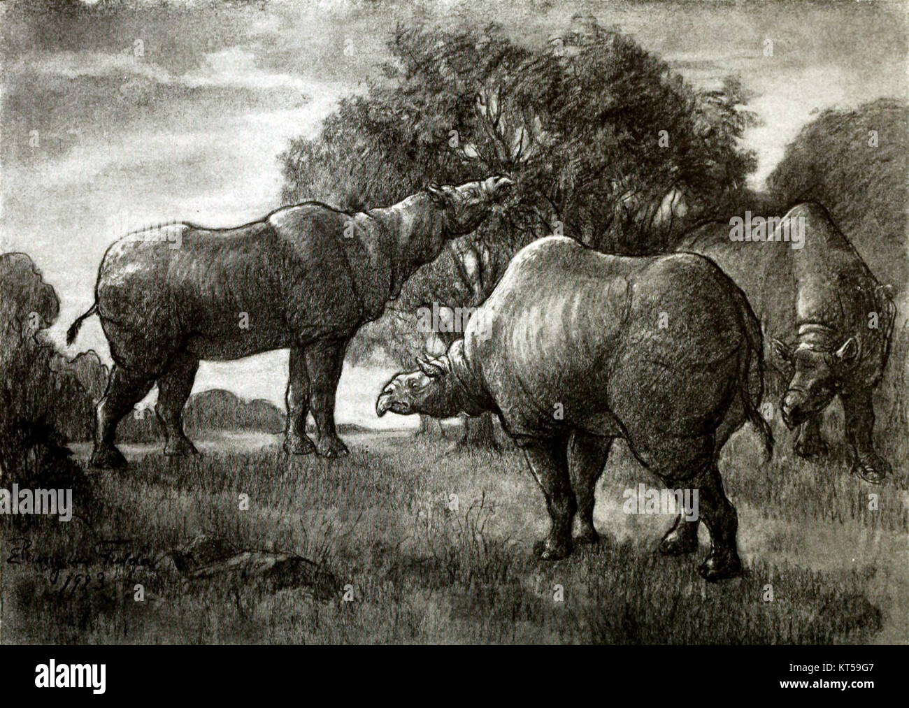 Paraceratherium hi-res stock photography and images - Alamy