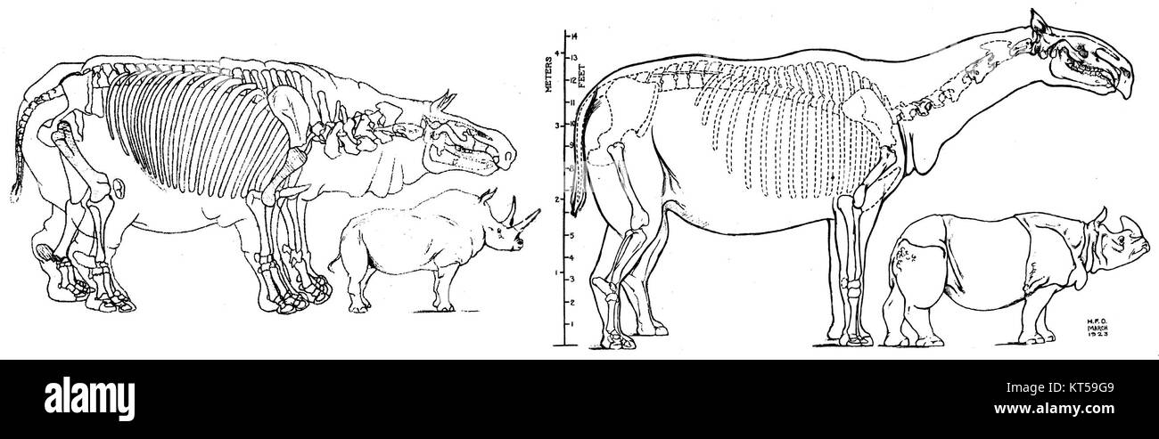 The 1923 restoration of Paraceratherium, a prehistoric mammal, depicts ...