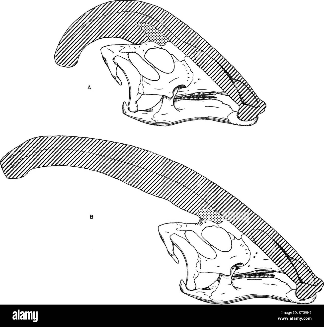 Parasaurolophus skulls are fossilized remains of a dinosaur species ...