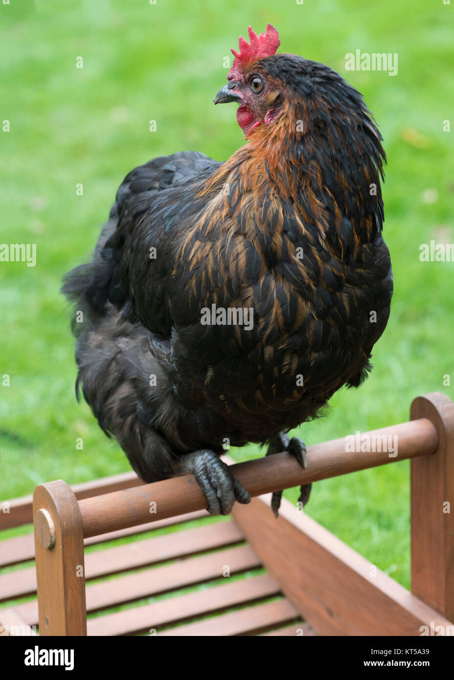 happy free range chicken looking sat on an empty basket at a ...