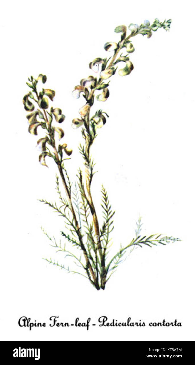 'Pedicularis contorta-2' is a botanical illustration by Mary Vaux ...