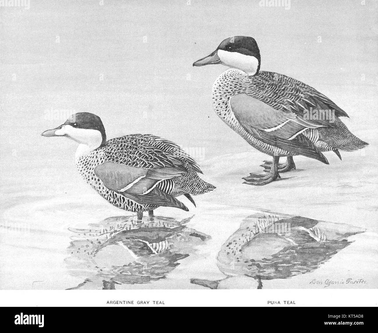 Duck biodiversity Black and White Stock Photos & Images - Alamy