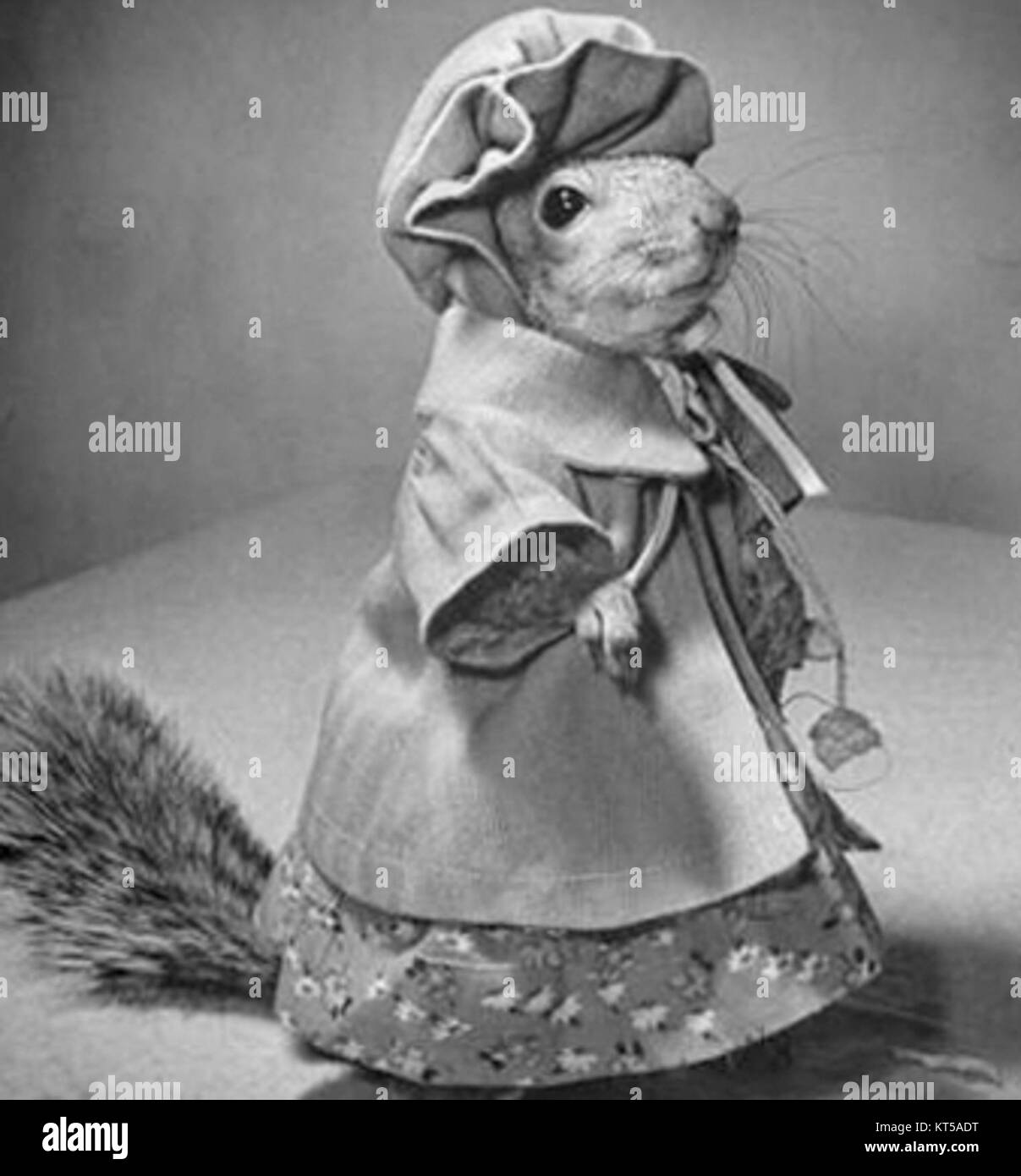 Squirrel book cover image Black and White Stock Photos & Images - Alamy