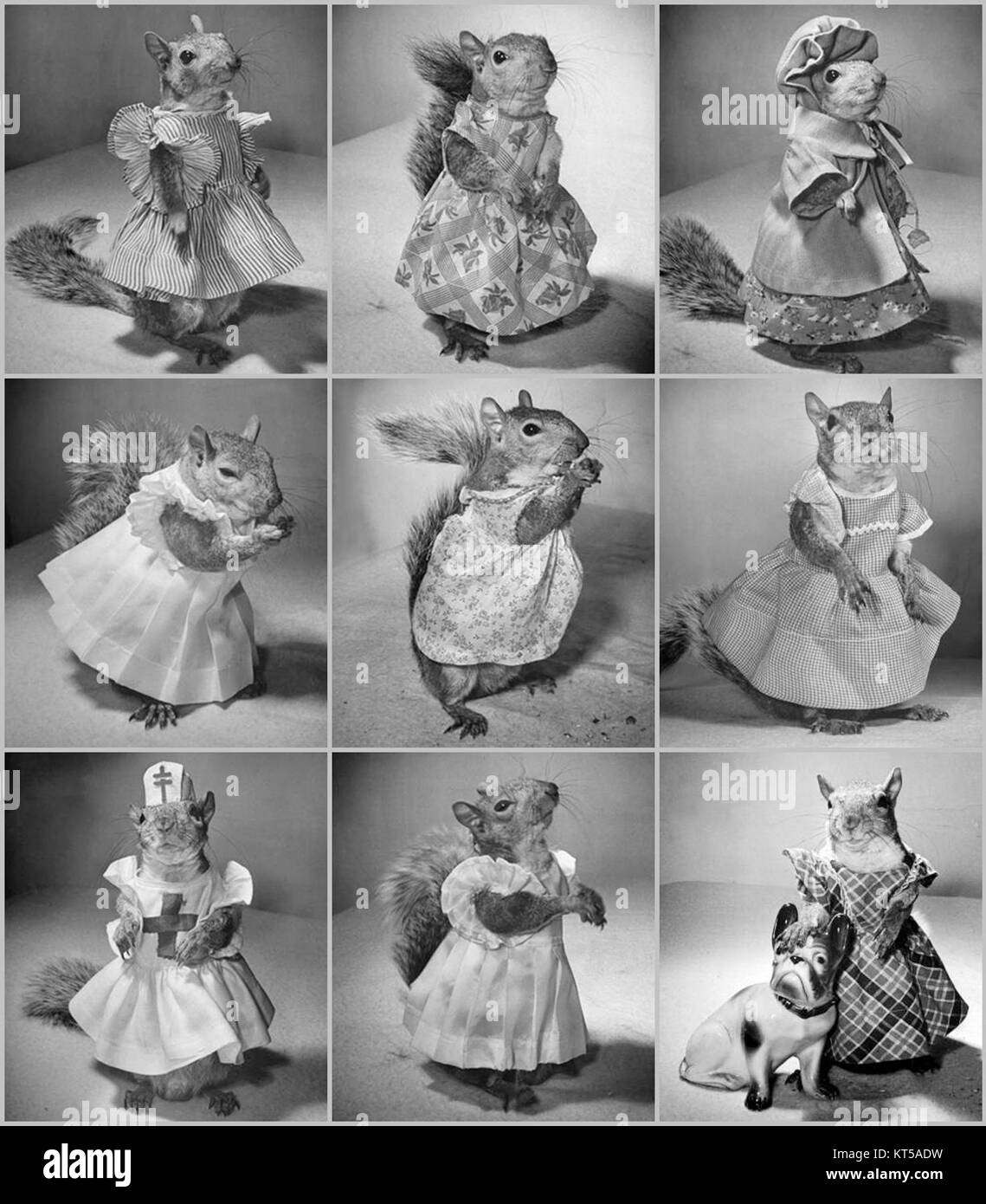 Pet reference Black and White Stock Photos & Images - Alamy