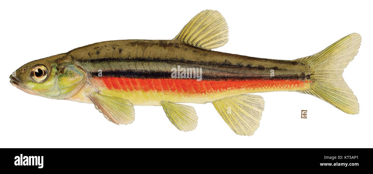 *Phoxinus eos* is a species of freshwater fish native to Asia. It is ...