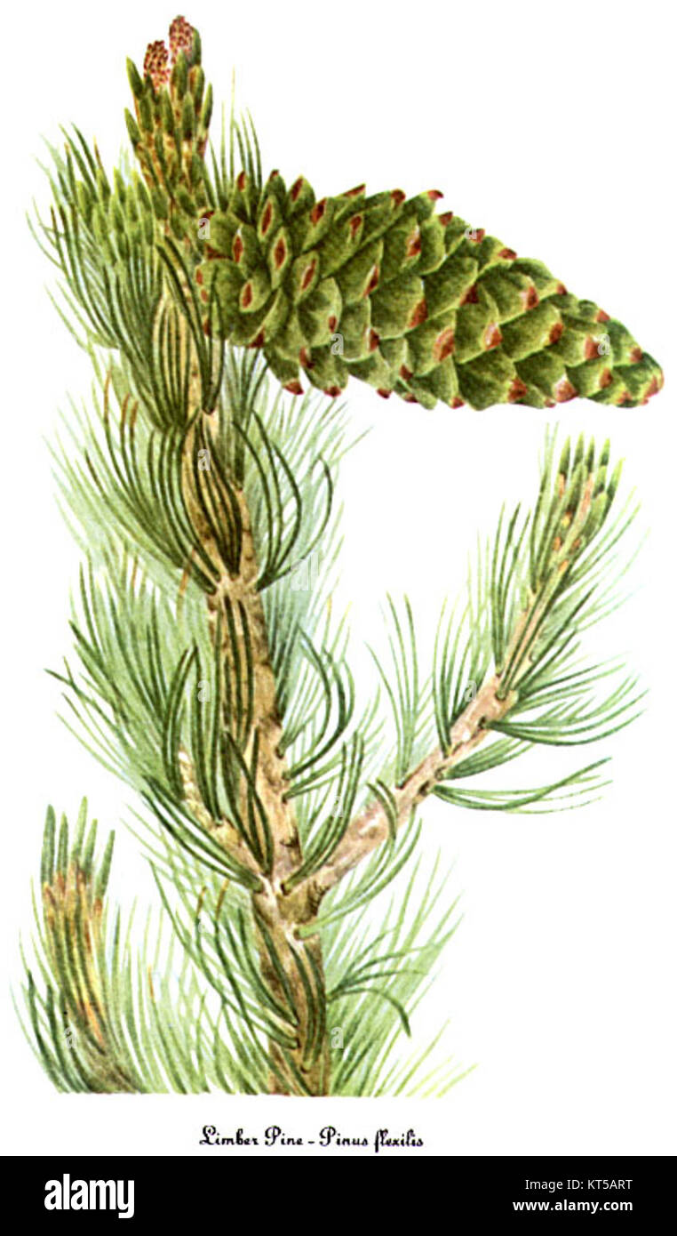 Pinus flexilis, commonly known as limber pine, is a species of pine ...