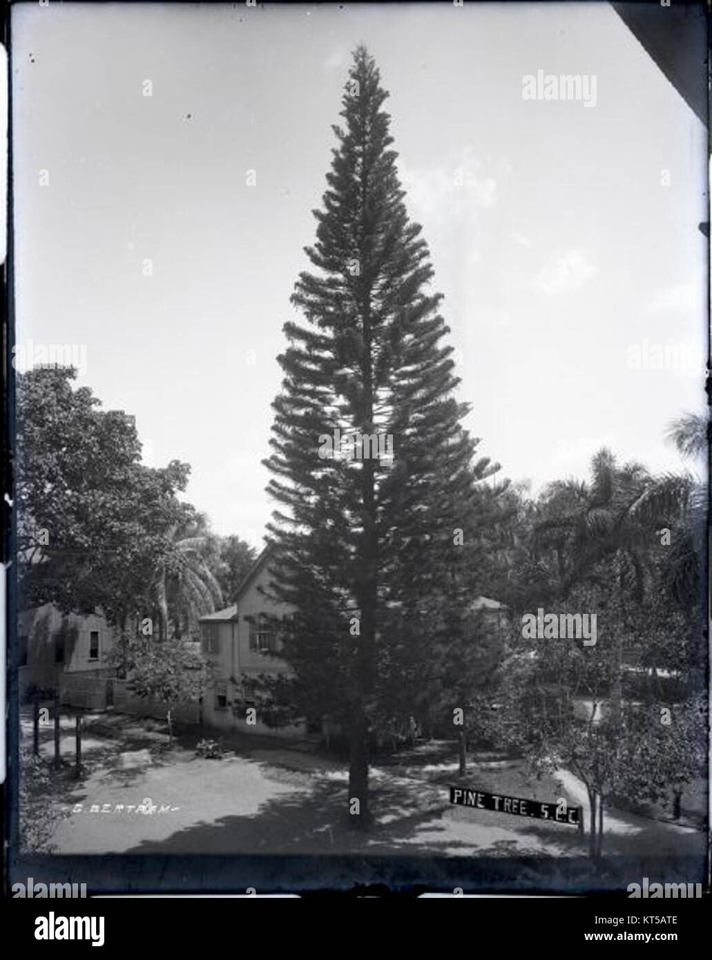A historic photograph taken by Brother Bertram at Pine Tree Saint Louis ...