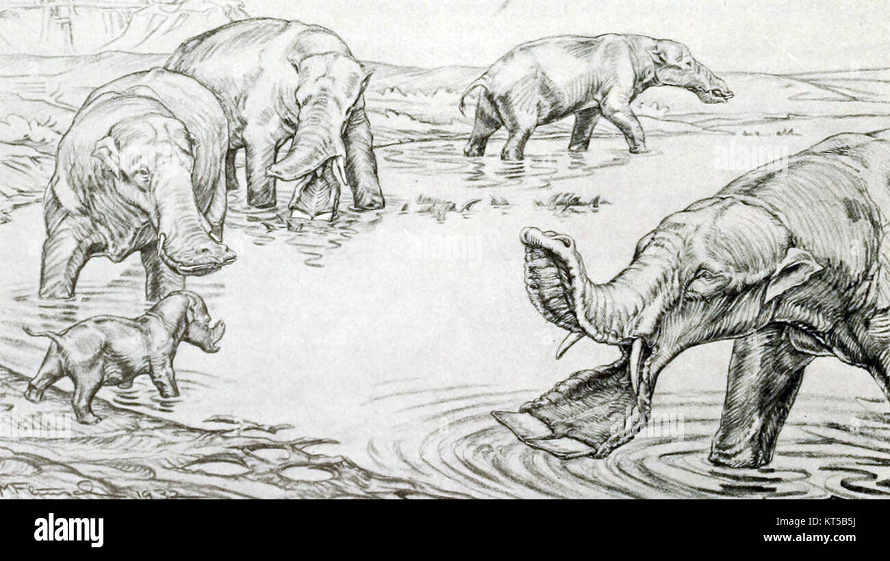 Platybelodon is an extinct genus of elephant-like mammals that lived ...