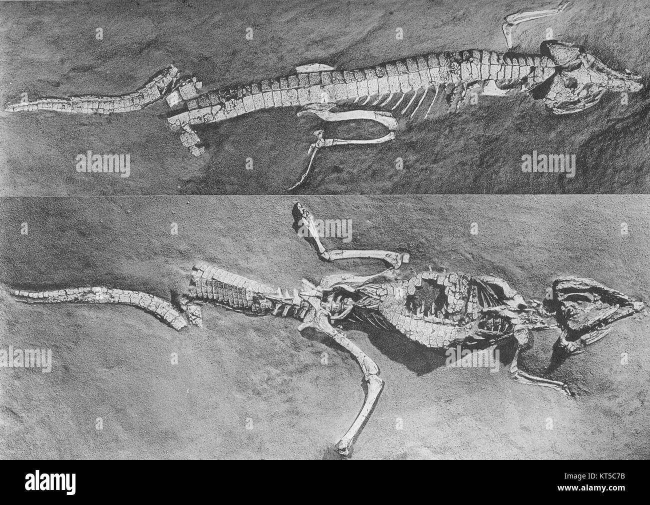 Evolution of ancient crocodyliforms hi-res stock photography and images ...