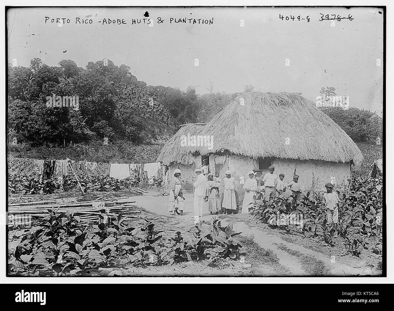 The image depicts traditional adobe huts and plantation life in Puerto ...