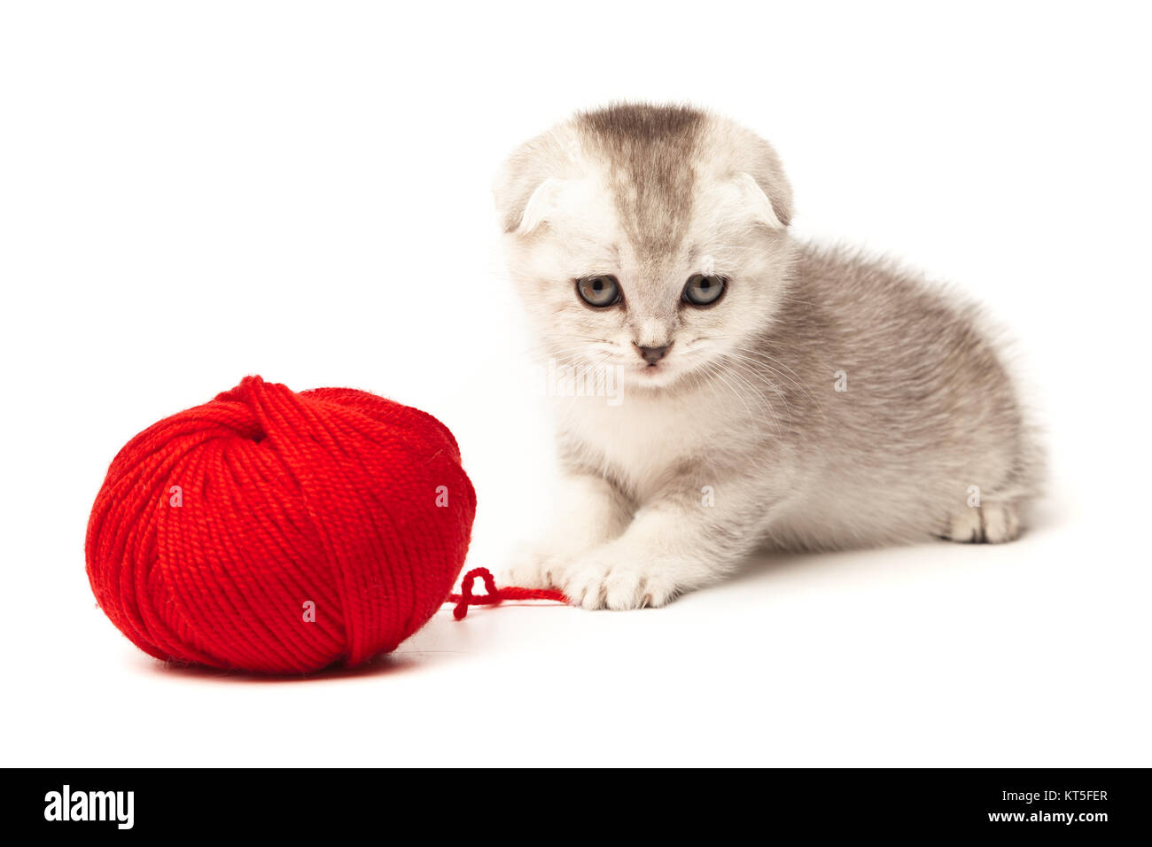 Scottish thoroughbred tabby kitten with gray wool plays with a ball of ...