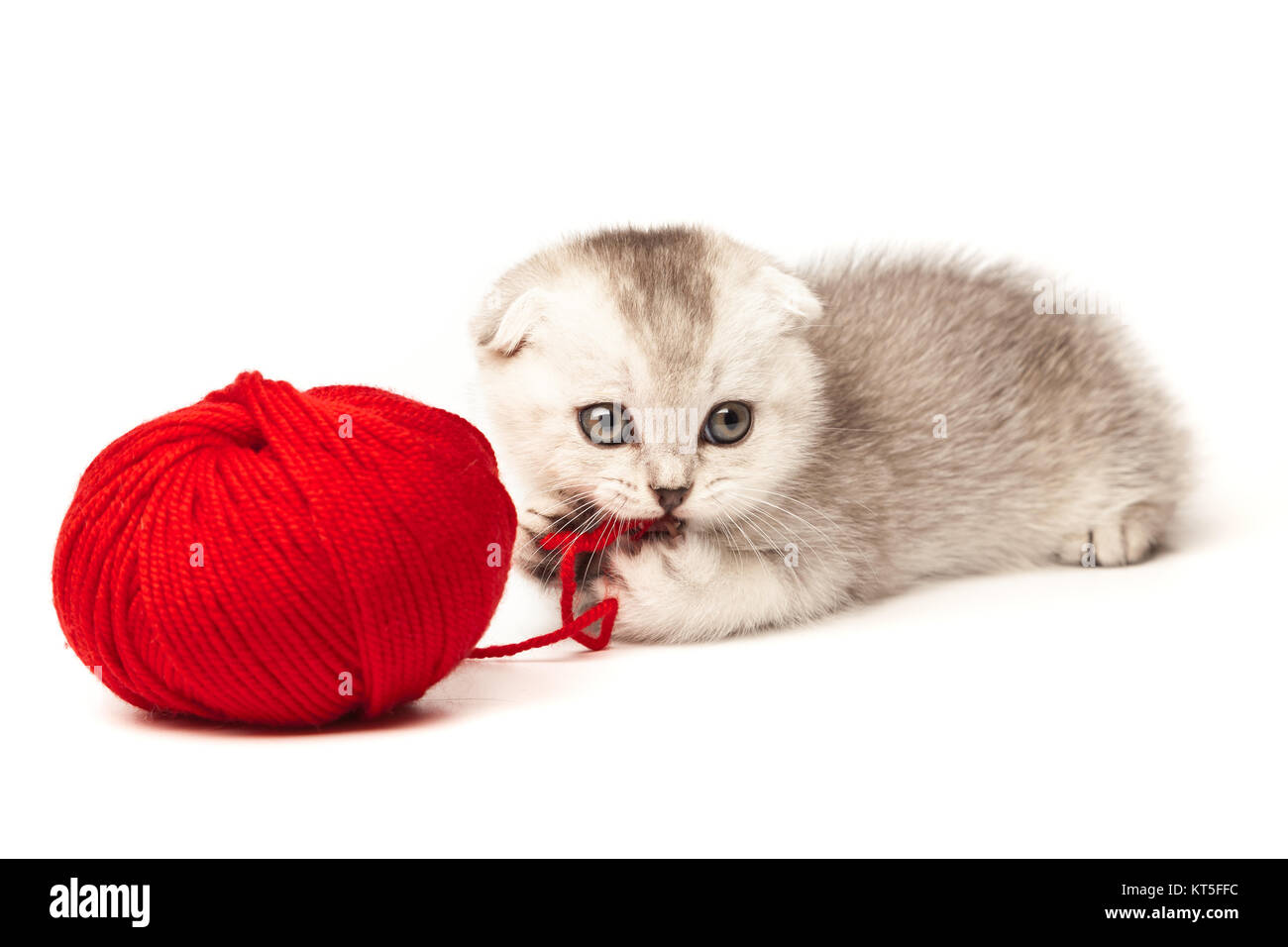 Scottish thoroughbred tabby kitten with gray wool plays with a ball of ...