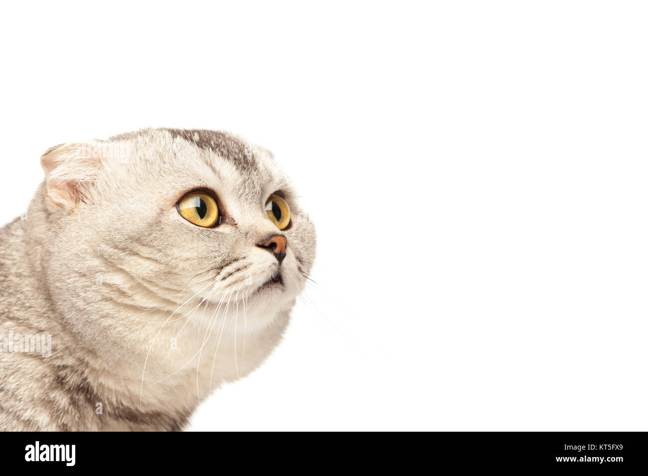 Portrait of thoroughbred Scottish fold cat on white background Stock ...