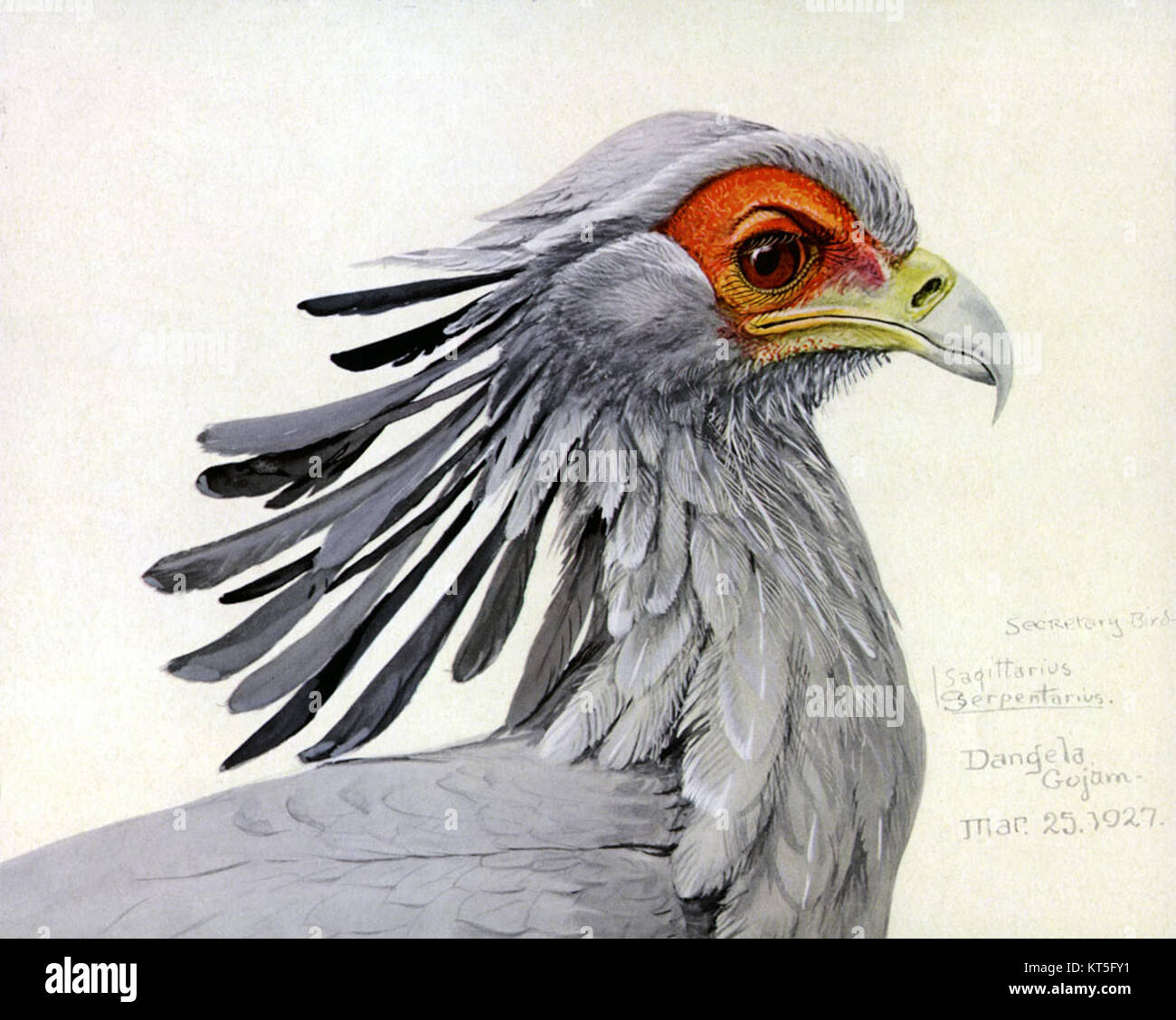Sagittarius serpentarius, commonly known as the secretary bird, is a ...
