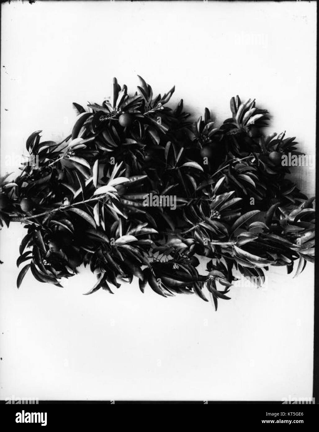 A photograph of a Sapodilla tree, captured by Brother Bertram ...