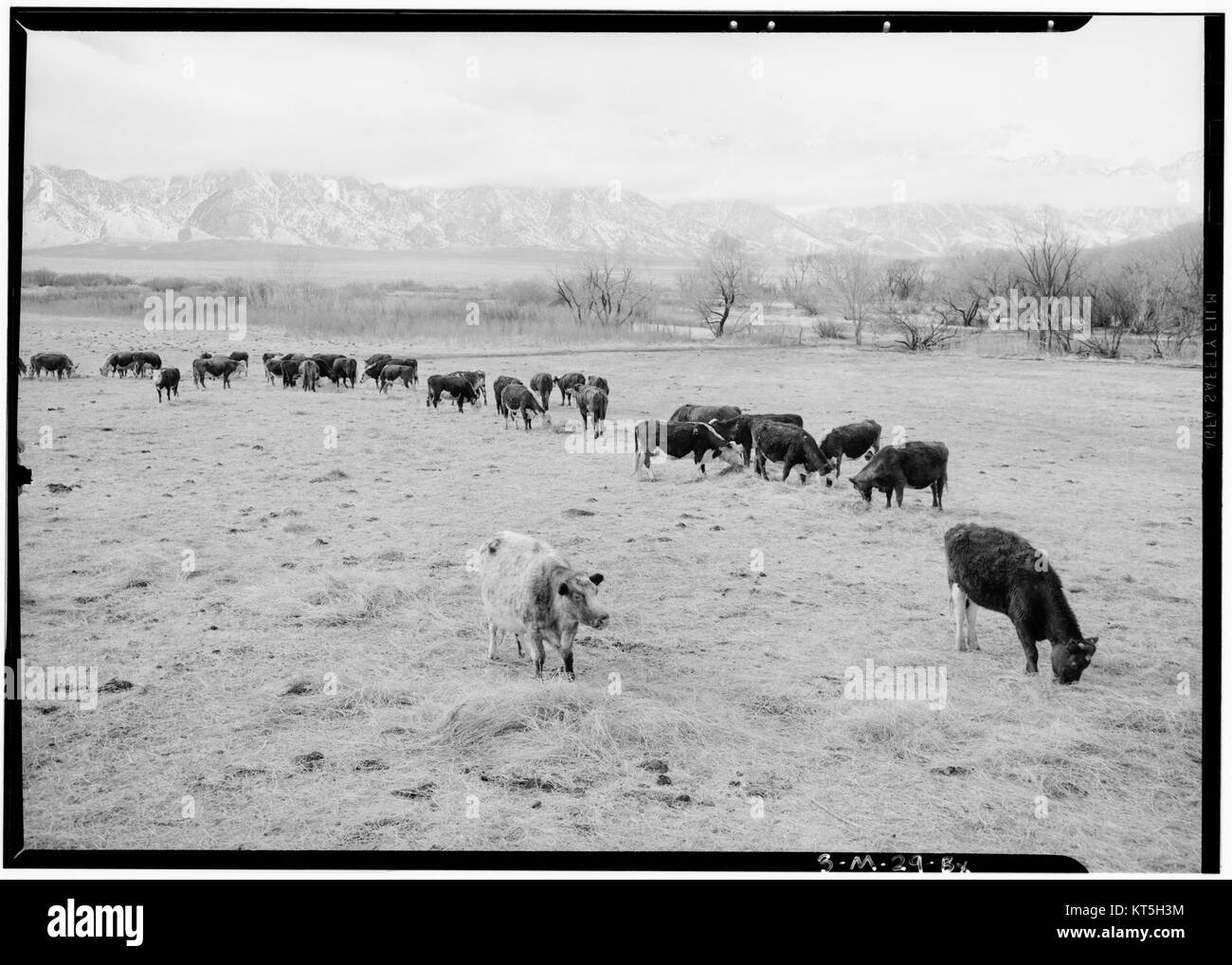 A photograph by Ansel Adams, capturing cattle in the South Farm area of ...