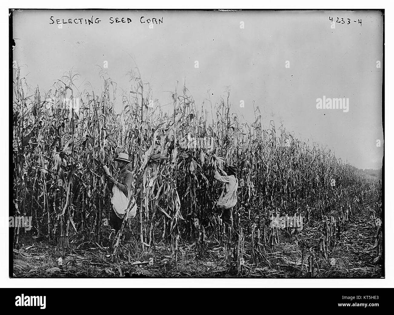 The photograph shows the process of selecting seed corn, an essential ...