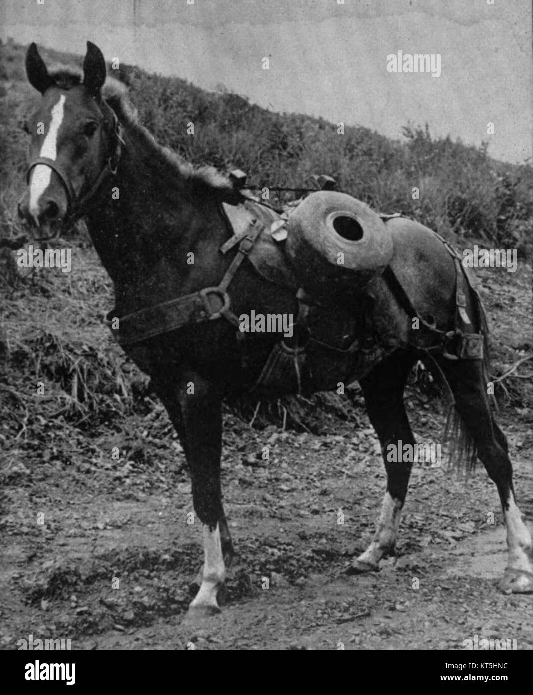 Sergeant Reckless, a famous Korean War horse, is shown carrying a ...