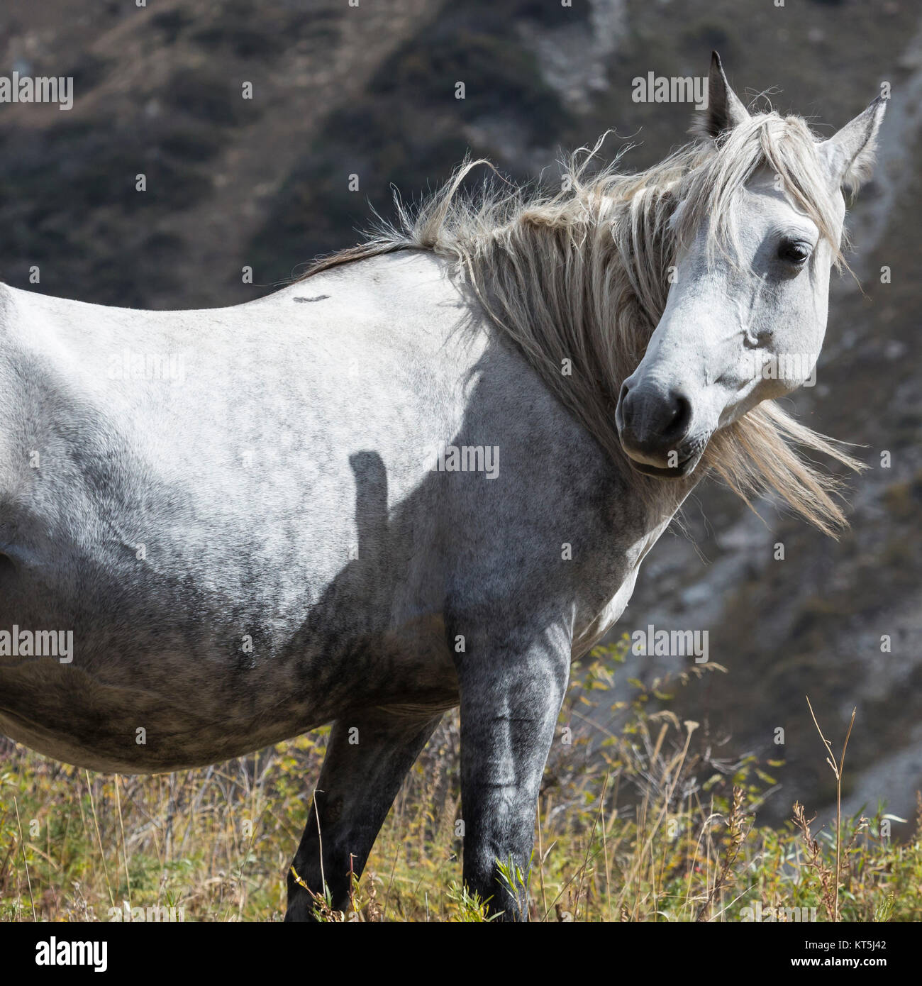 Horses in Kyrgyzstan mountain landscape at landscape of Ala-Archa gorge ...