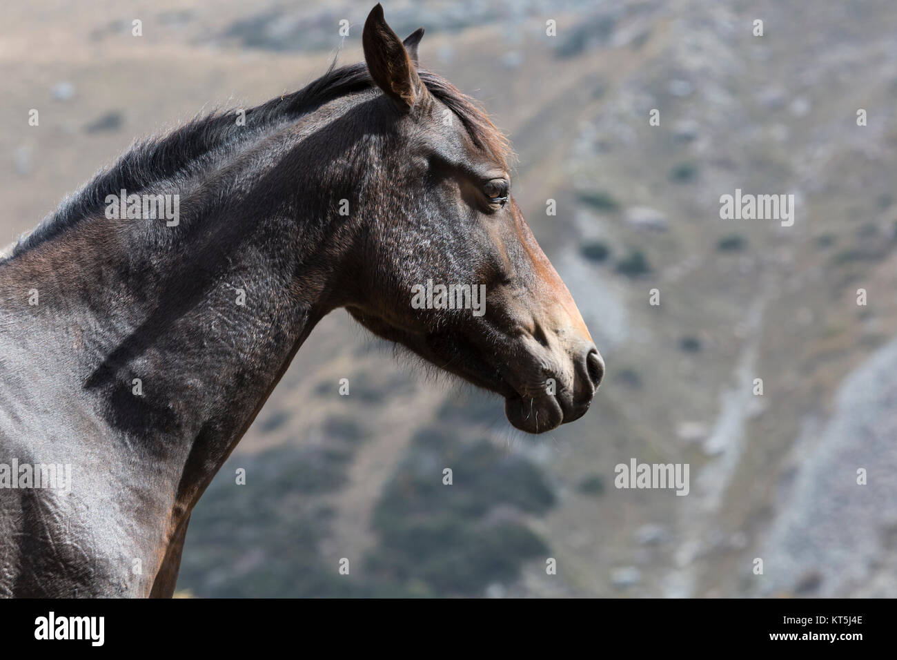 Horses in Kyrgyzstan mountain landscape at landscape of Ala-Archa gorge ...