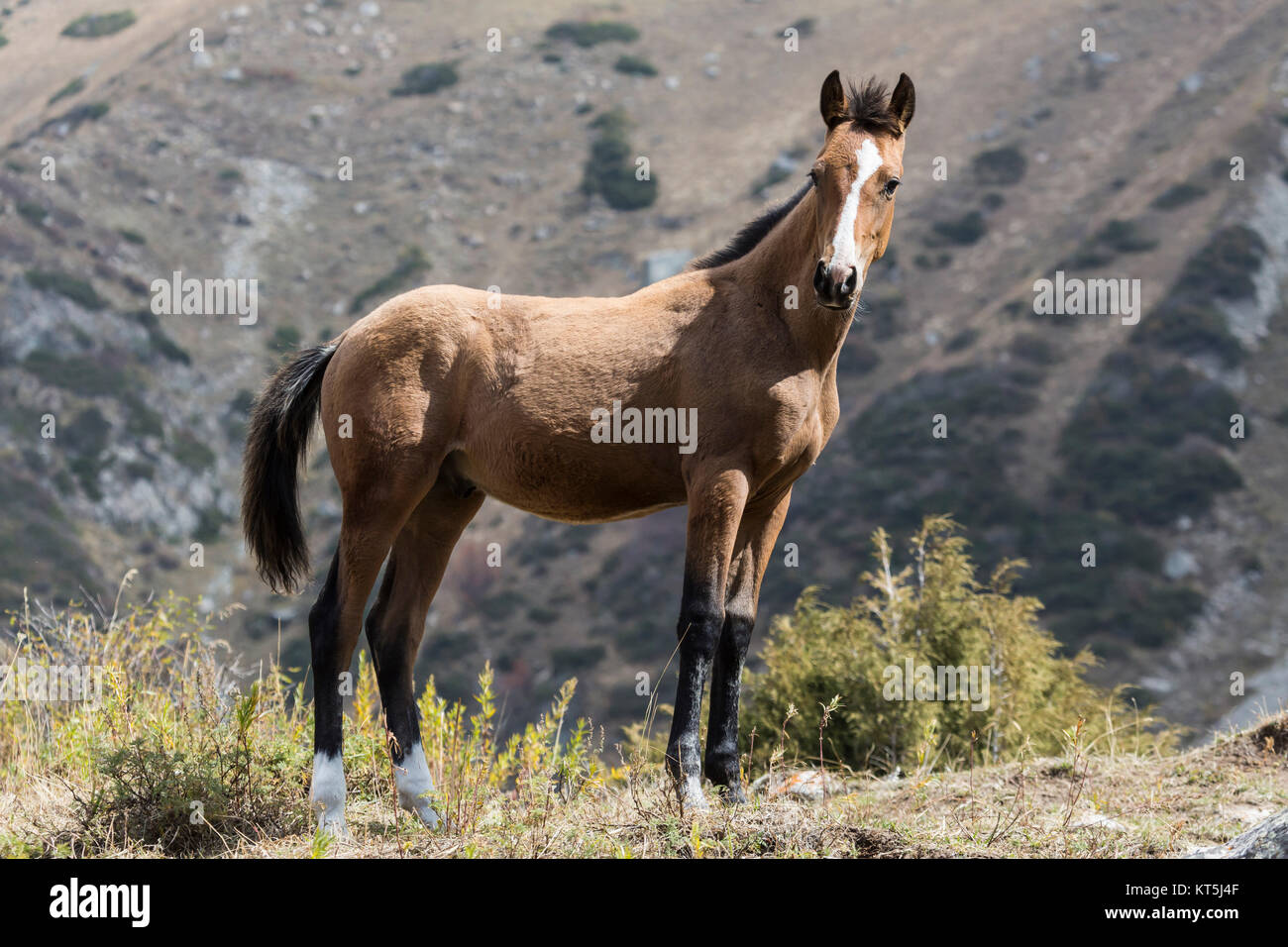 Horses in Kyrgyzstan mountain landscape at landscape of Ala-Archa gorge ...