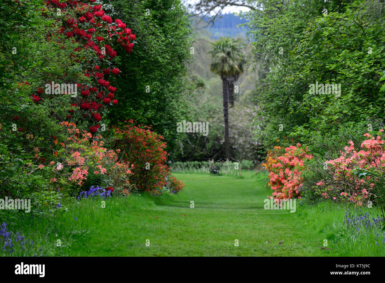 Orange azaleas hi-res stock photography and images - Alamy