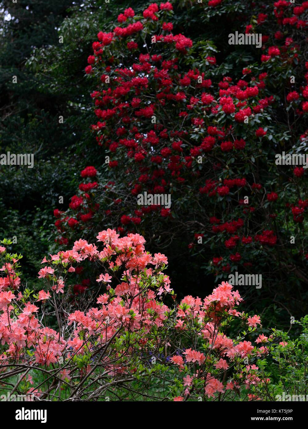 Azaleas,rhododendons,flowering,red,pink,Mount Usher Gardens,Wicklow ...