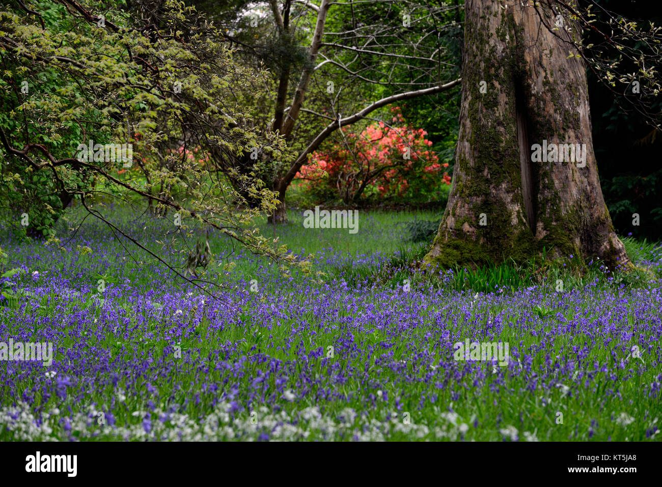 bluebells,orange,azalea,azaleas,wood,woodland,Mount Usher Gardens ...