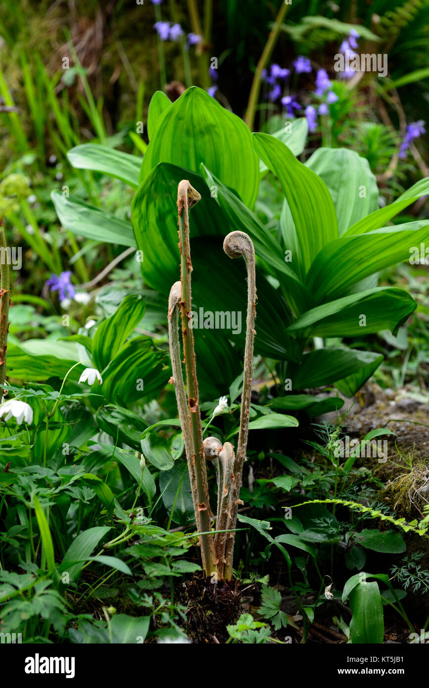 fiddlesticks,fern,fronds,unfurl,wood,woodland,Mount Usher Gardens ...