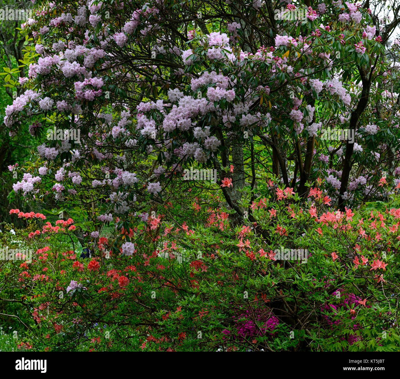 Orange azaleas hi-res stock photography and images - Alamy
