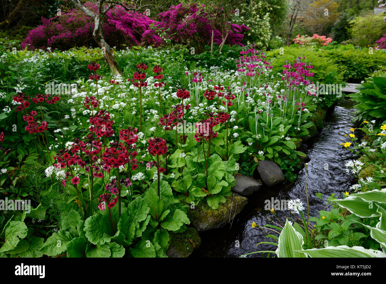 primula japonica millers crimson,Allium ursinum,hosta,hostas,azalea ...