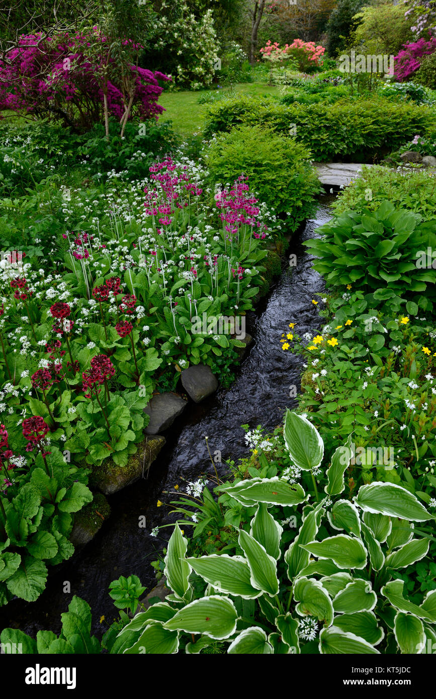 primula japonica millers crimson,Allium ursinum,hosta,hostas,azalea ...