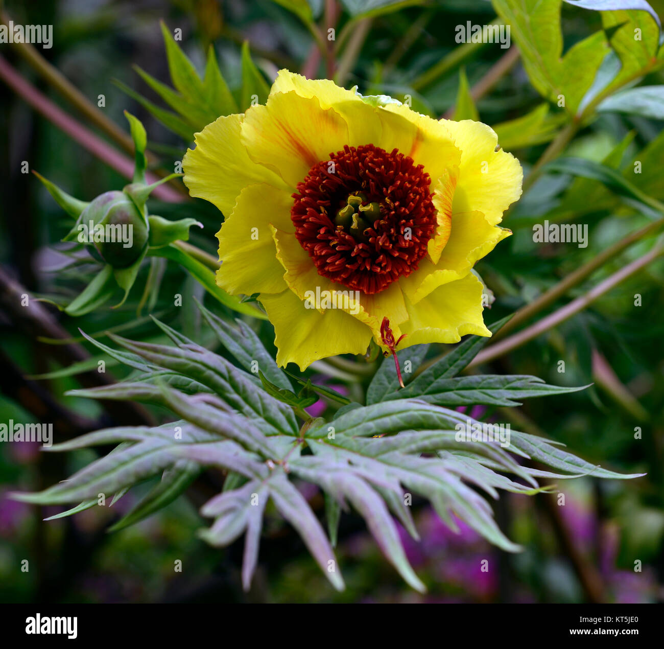 Yellow tree peony hi-res stock photography and images - Alamy