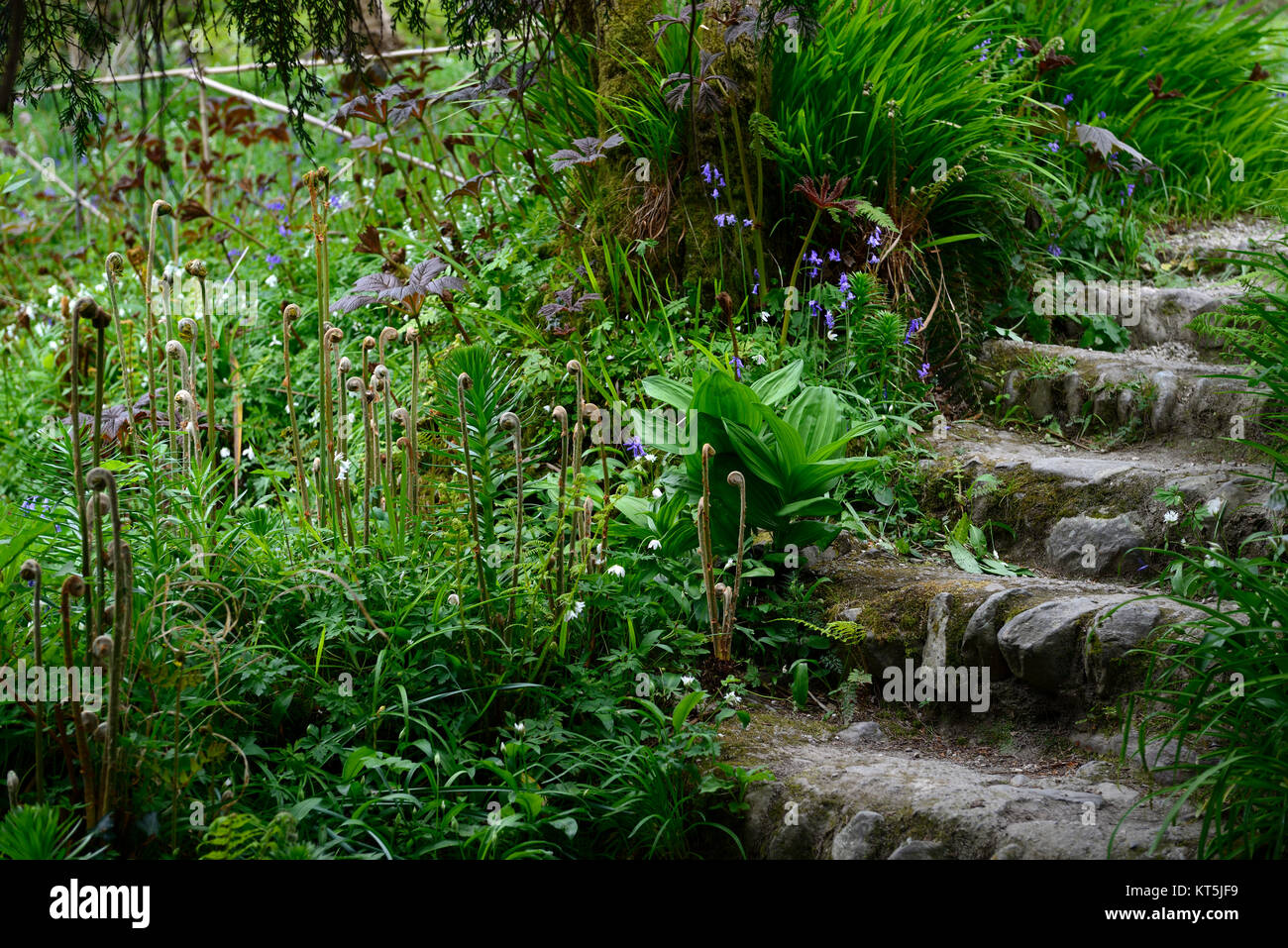 fiddlesticks,fern,fronds,unfurl,wood,woodland,Mount Usher Gardens ...
