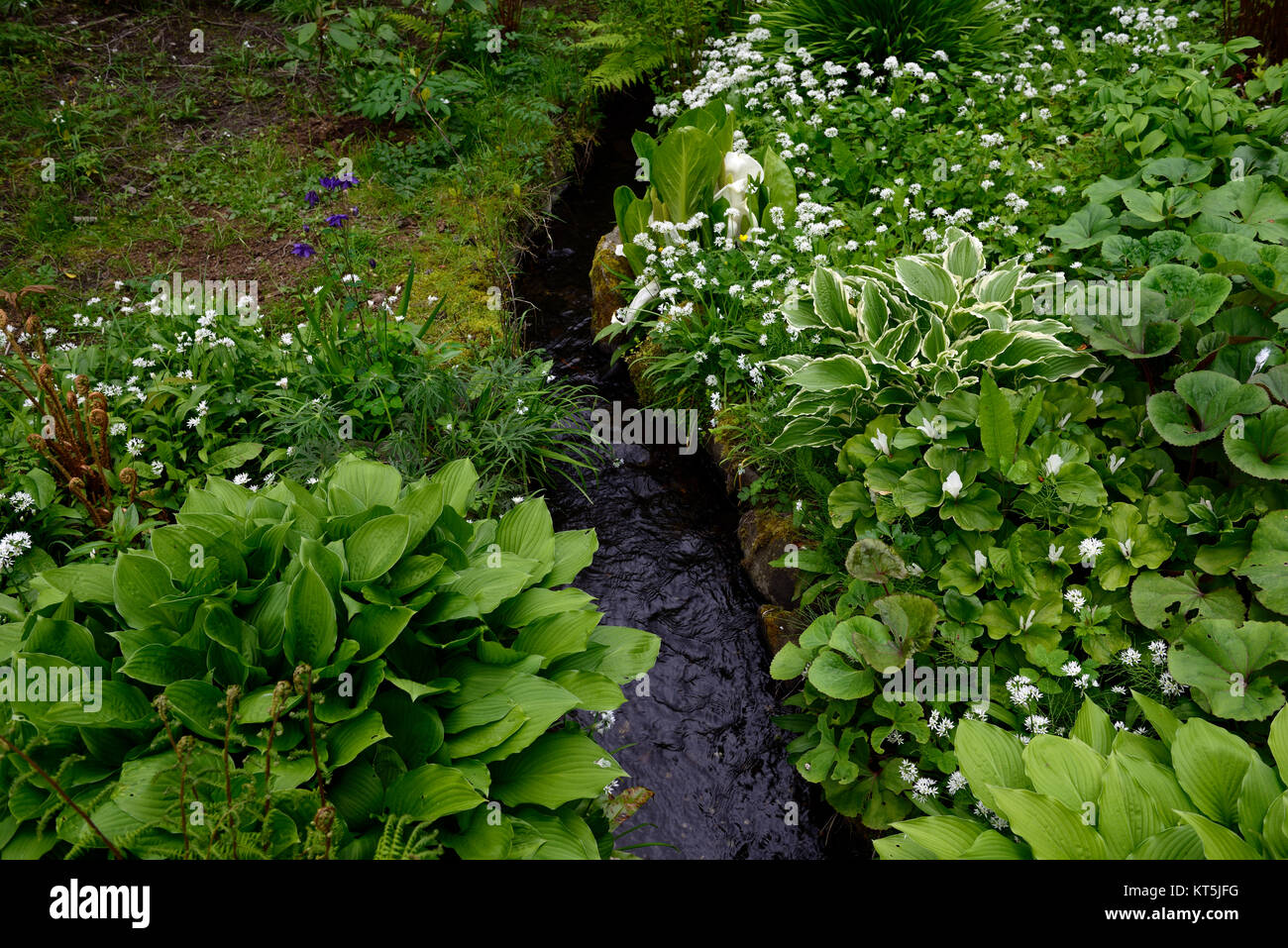 Flowers hostas hi-res stock photography and images - Alamy