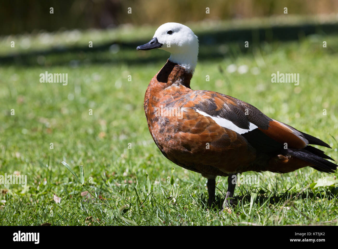 Paradise duck in nature, New Zealand Stock Photo - Alamy