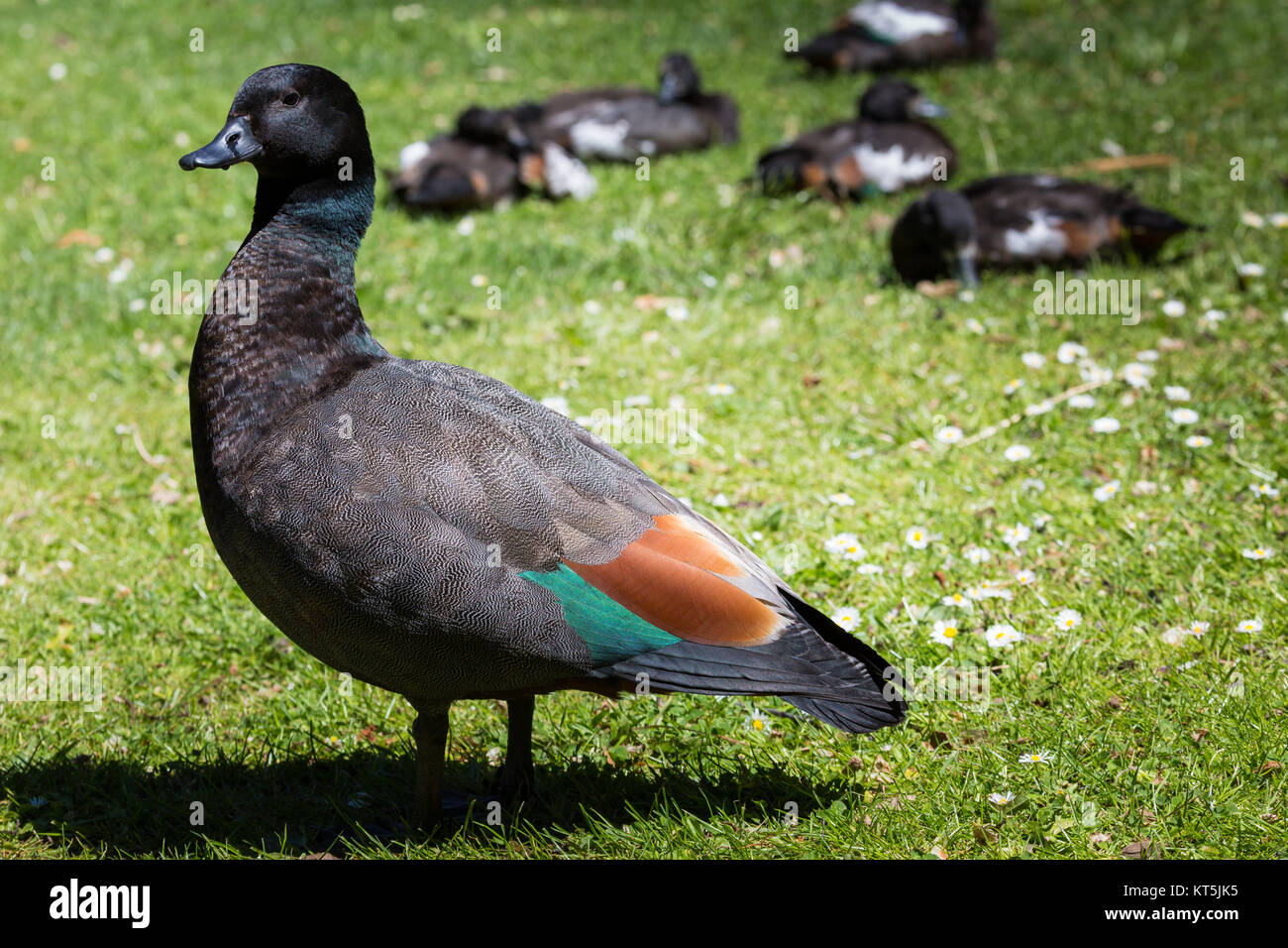 Paradise duck in nature, New Zealand Stock Photo - Alamy