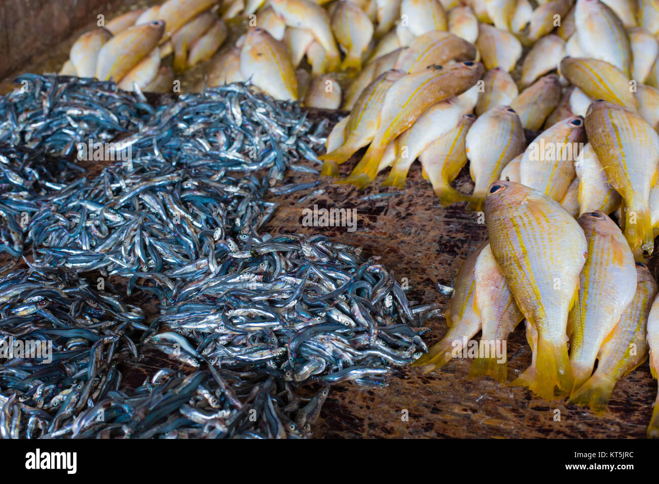 Fish on display at the Stone Town fish market in Zanzibar while you can ...