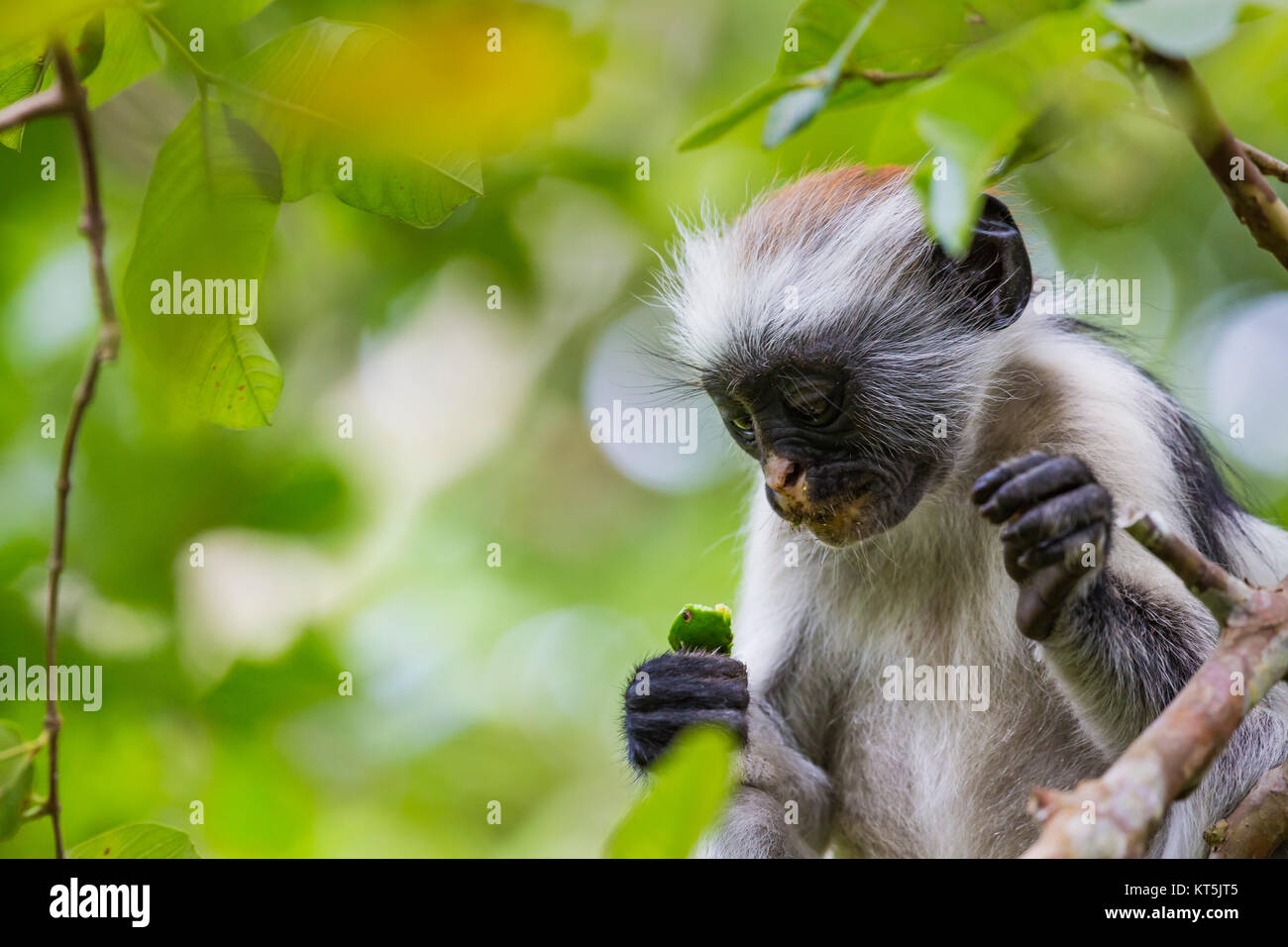 Endangered Zanzibar red colobus monkey (Procolobus kirkii), Jozani ...