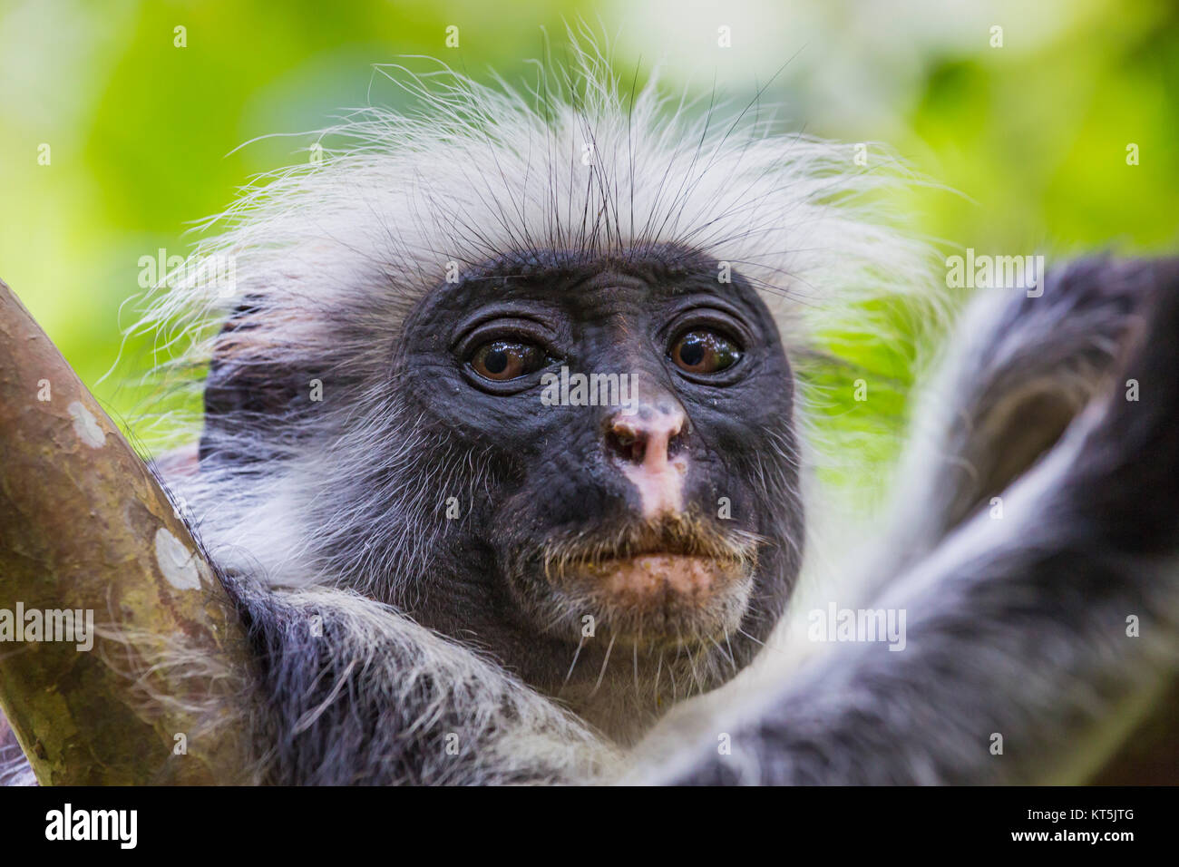 Endangered Zanzibar red colobus monkey (Procolobus kirkii), Jozani ...