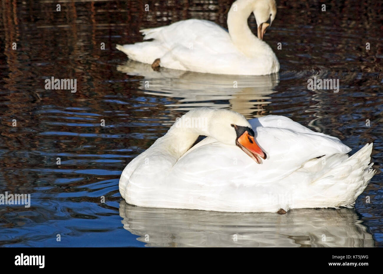 Beautiful Mute Swans preening their feathers while floating on waters ...
