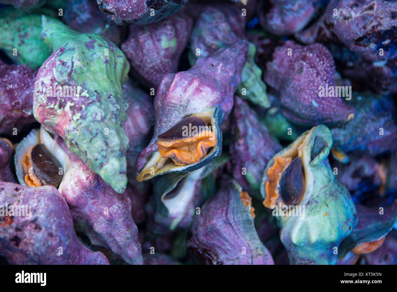 Purple whelks hi-res stock photography and images - Alamy