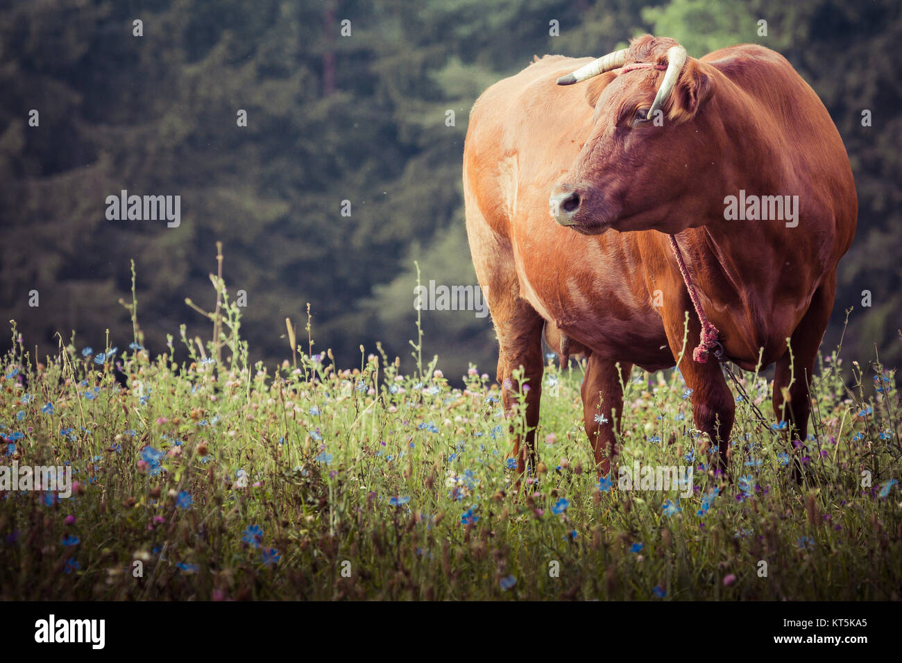 Cow with calf in the grass, Suwalszczyzna, Poland Stock Photo - Alamy