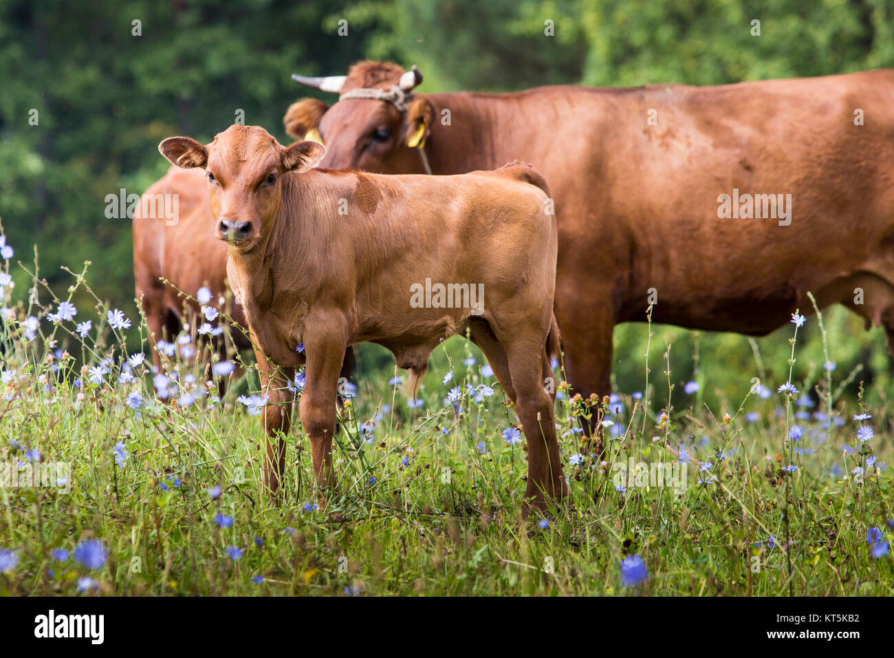 Cow with calf in the grass, Suwalszczyzna, Poland Stock Photo - Alamy