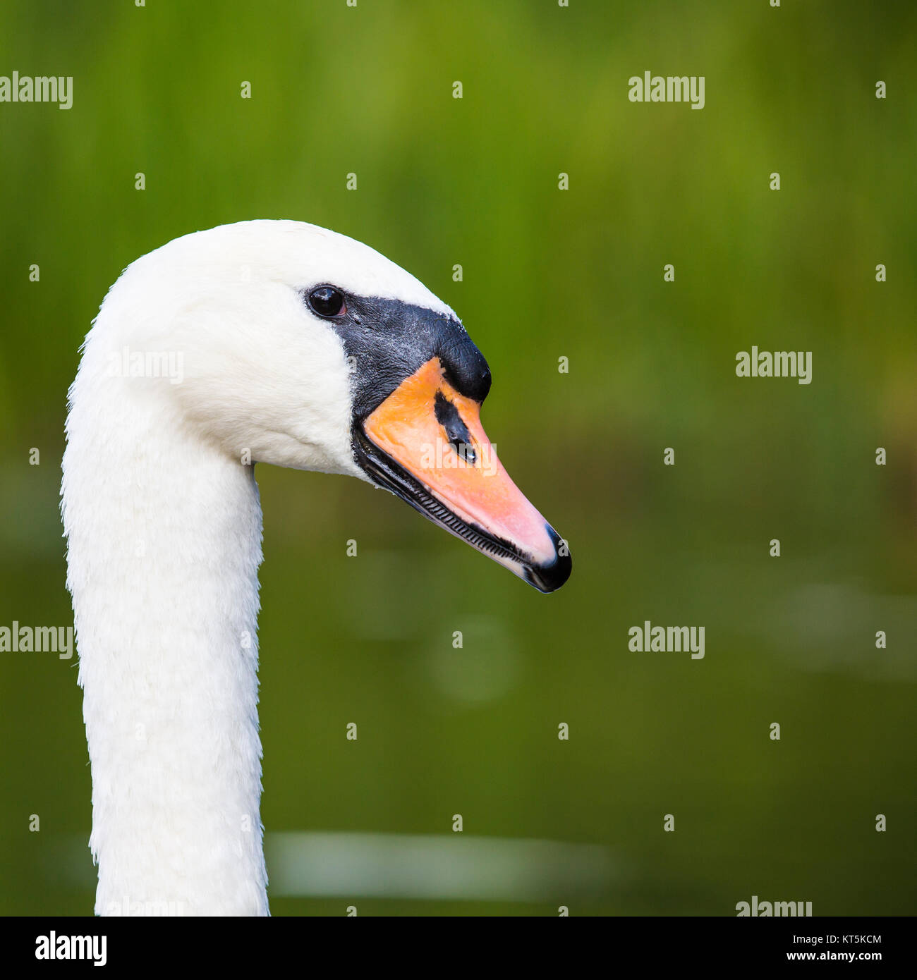 Close-up of swan head looking Stock Photo - Alamy