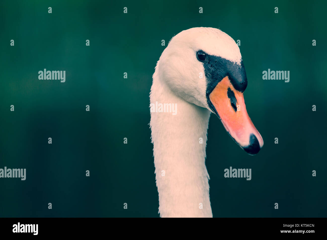 Close-up of swan head looking Stock Photo - Alamy